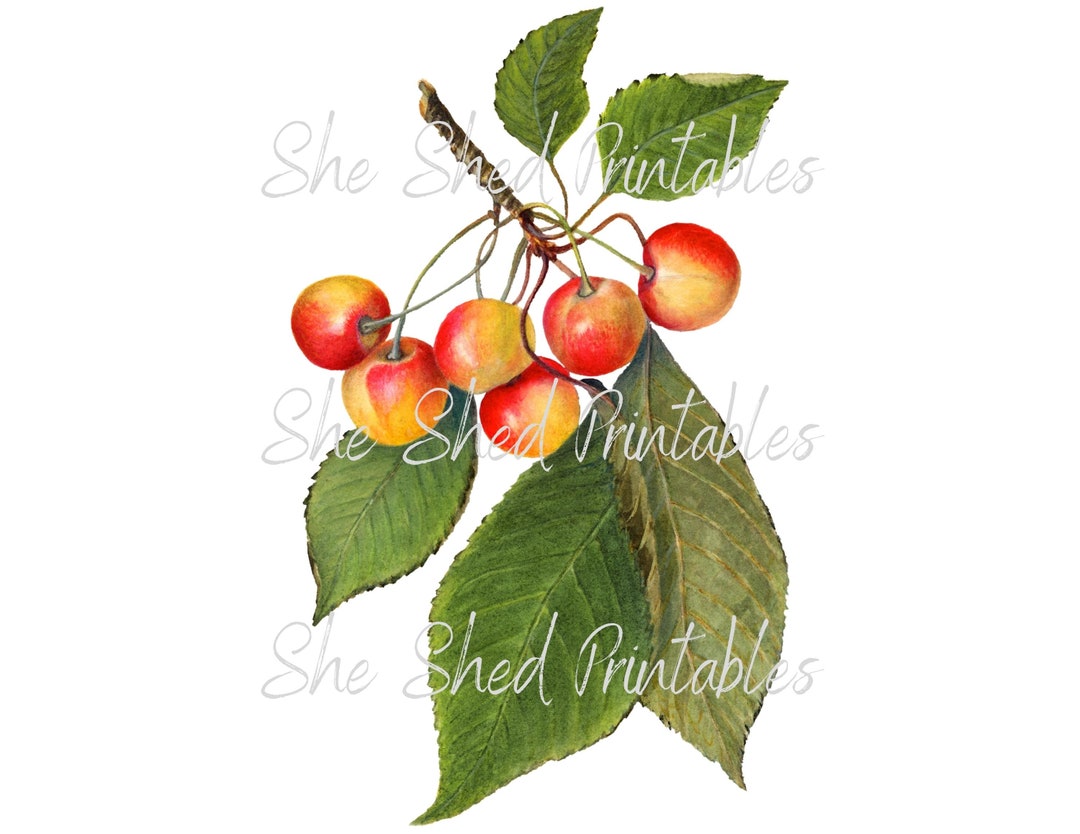 Cherries Digital Download, Vintage, Clipart, DIY Crafts, Fruit Design ...