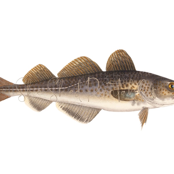 Cod Fish - Etsy