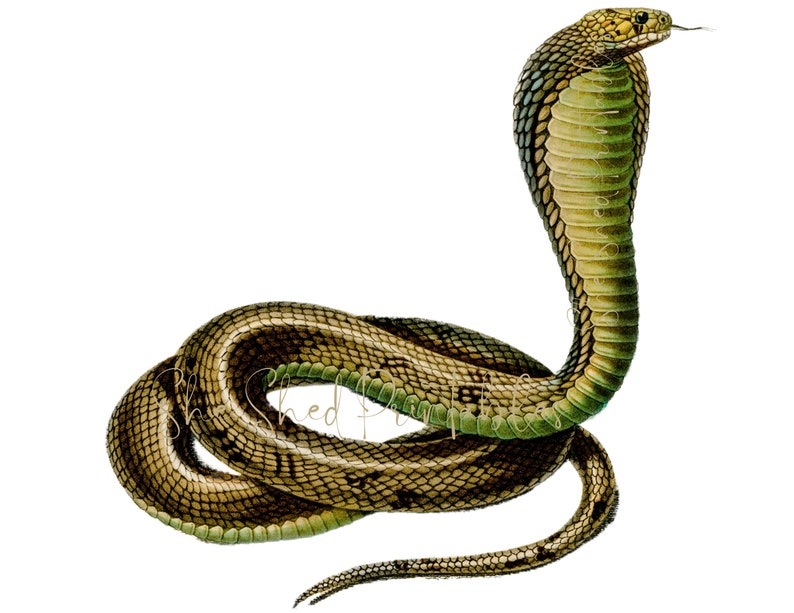 1800's Egyptian Cobra Illustration Digital Download - Etsy