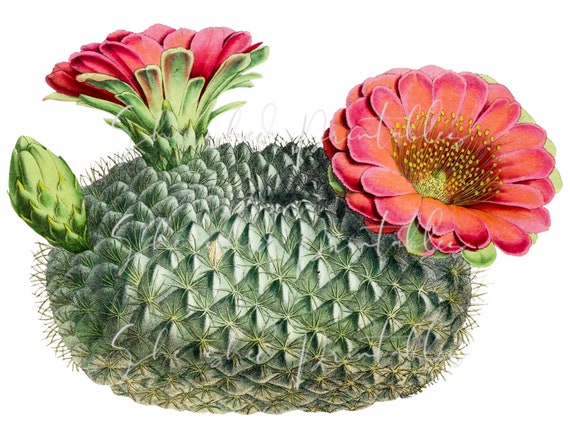 Vintage Cactus Flower Clip Art
