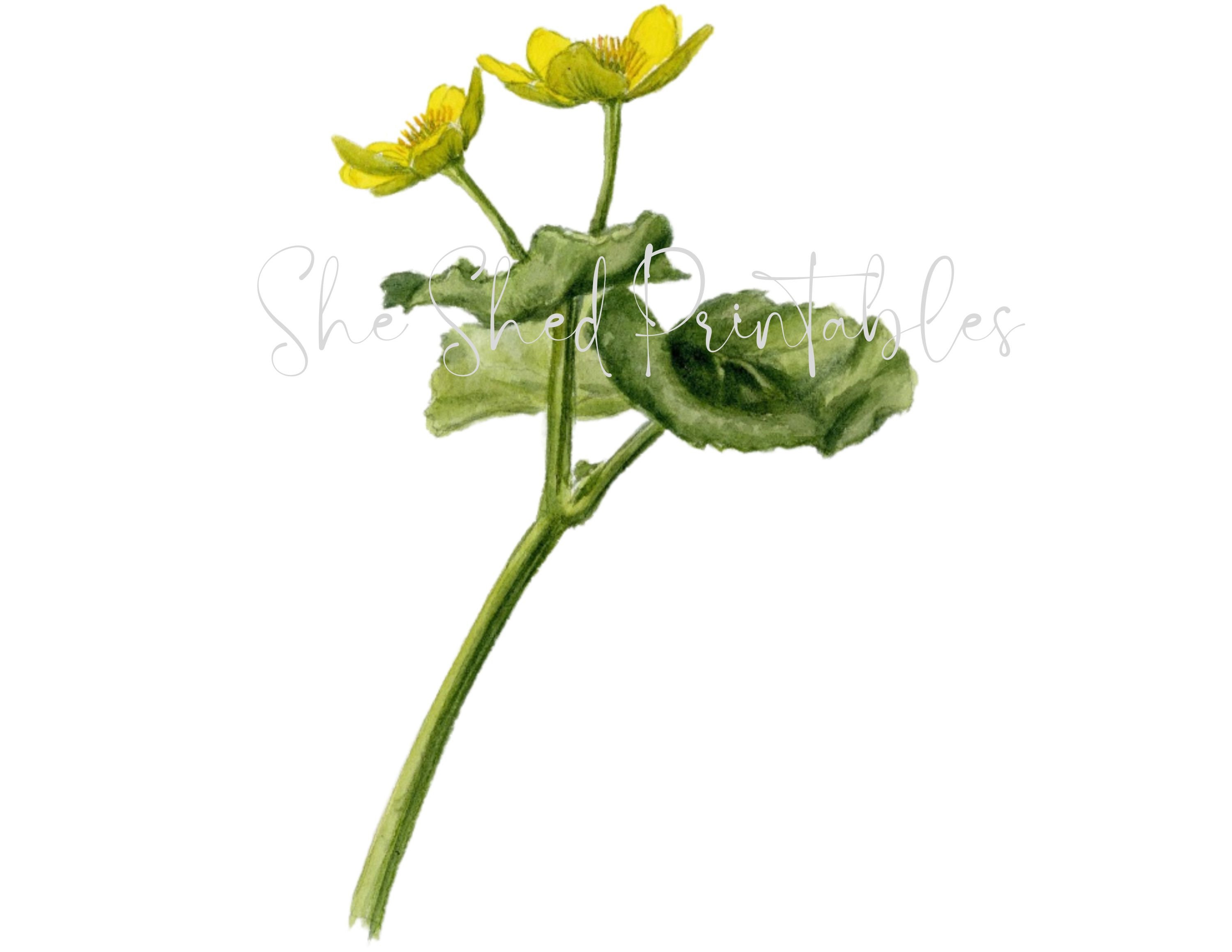 Marsh Marigold Drawing