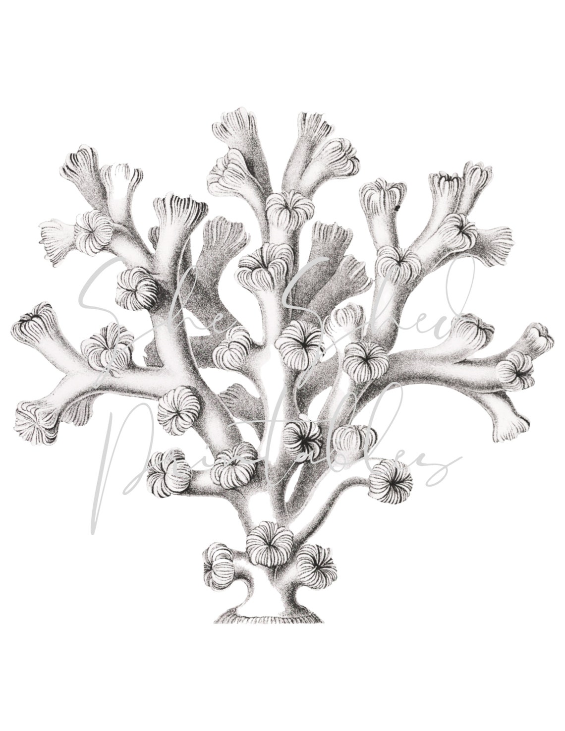Coral Illustration Digital Download, Vintage, DIY Crafts, Clipart ...