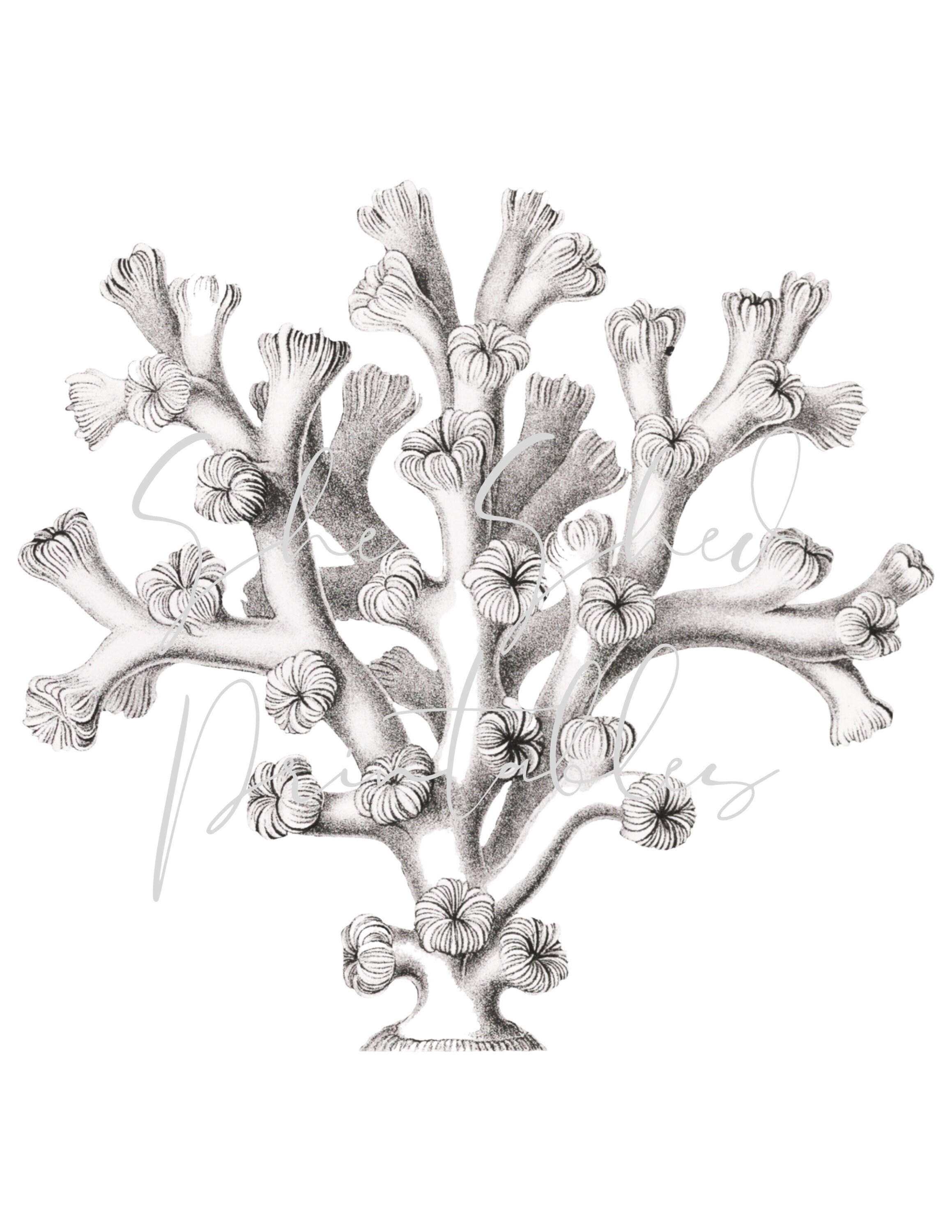 Coral Illustration Digital Download Vintage DIY Crafts - Etsy