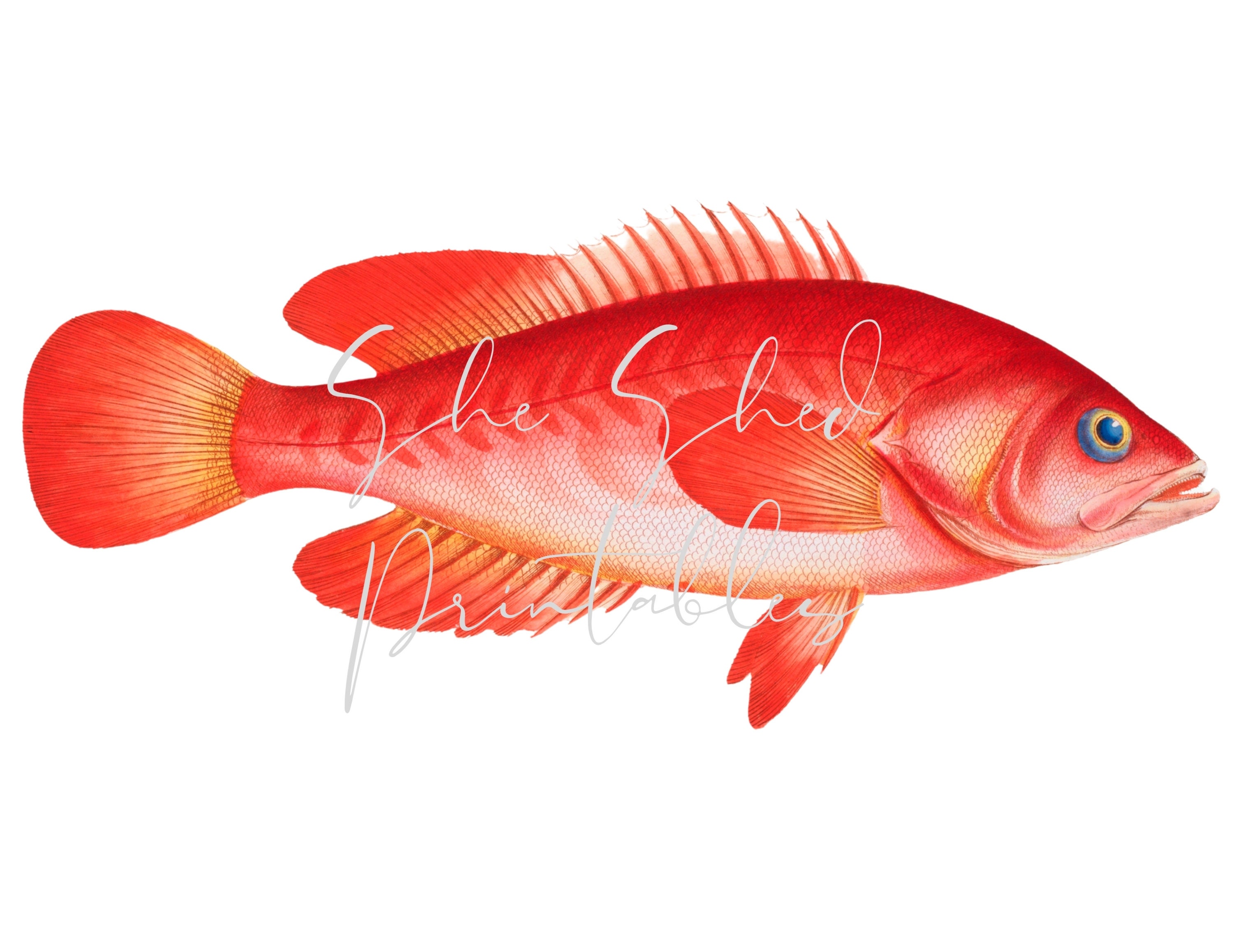 Red Walleye Digital Download Image Vintage DIY Crafts | Etsy