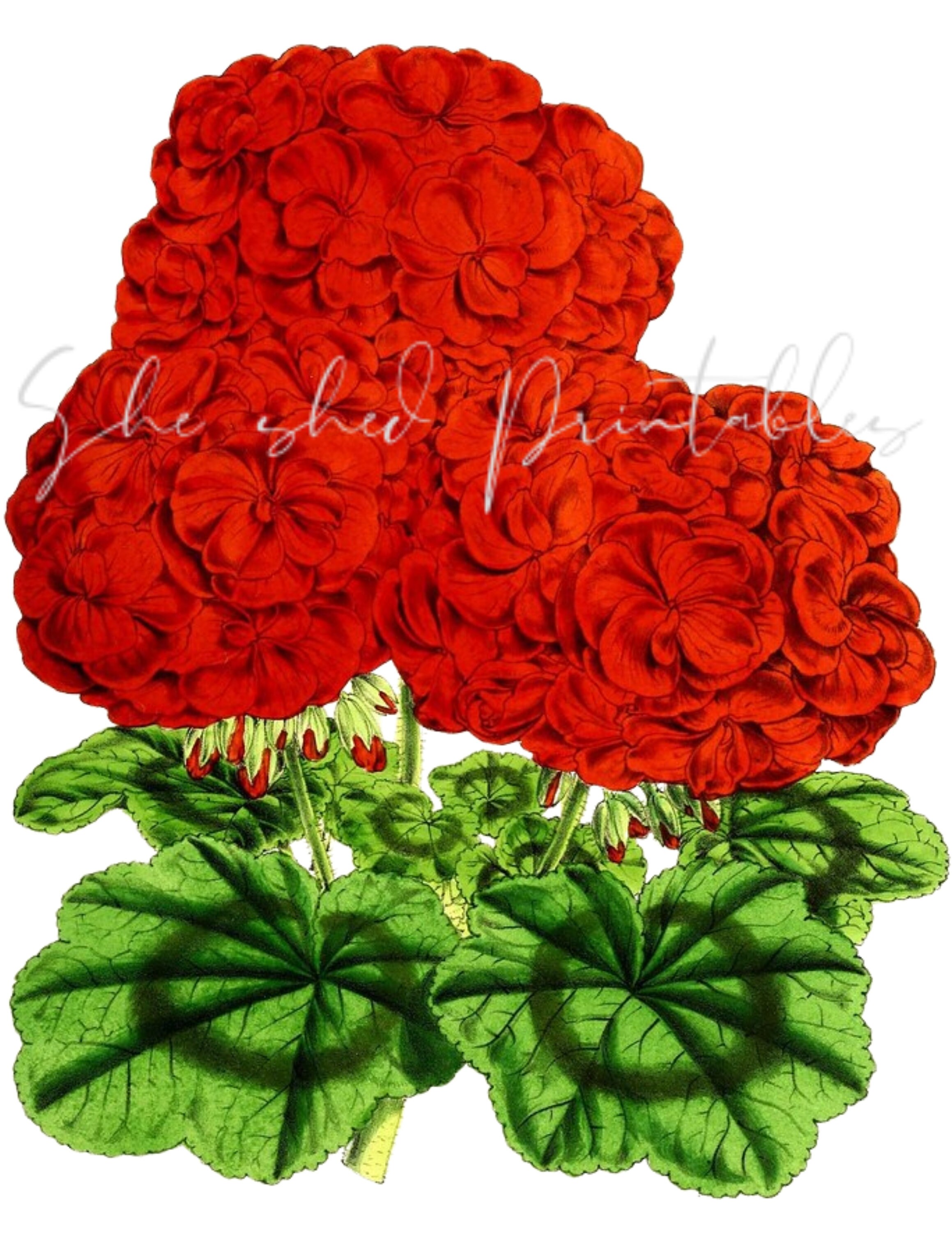 Red Geraniums Digital Download, Image, Instant Download, DIY Crafts ...
