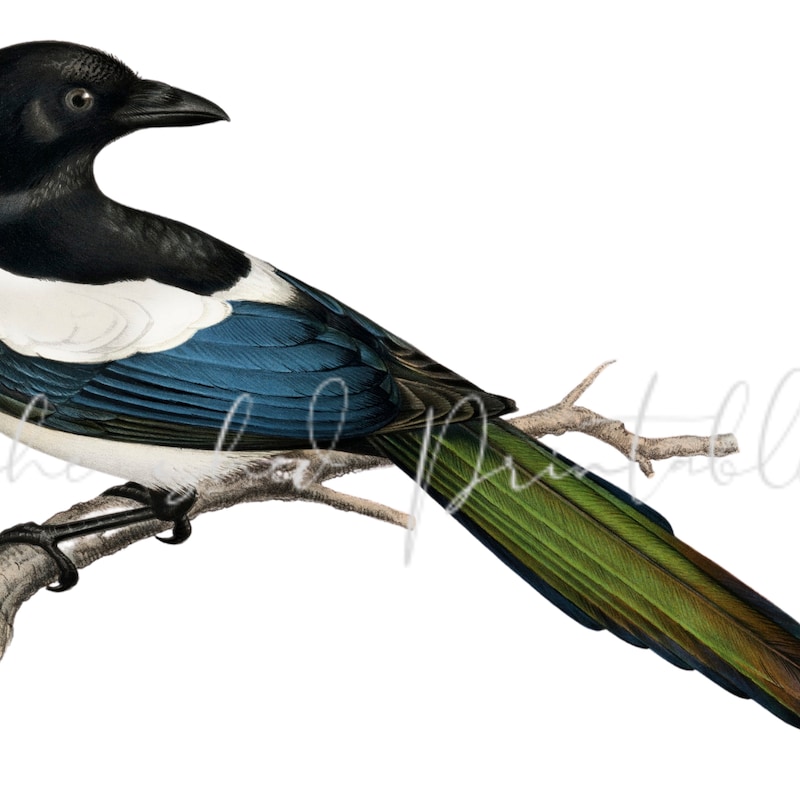 Magpie Eurasian - Etsy