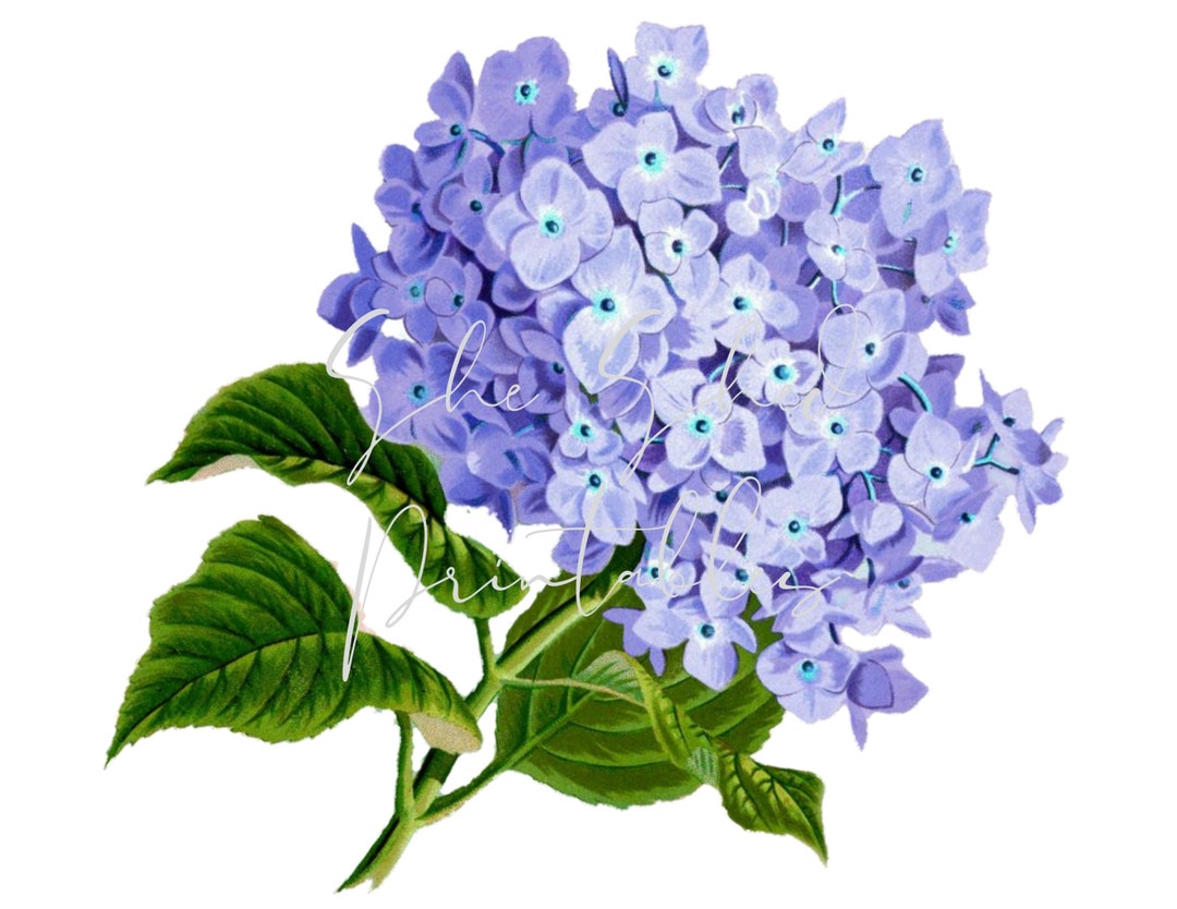 Blue Violet Hydrangea Digital Download, Image, Vintage, Clipart, DIY ...