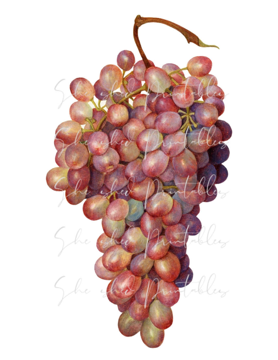 Red Grapes Illustration Digital Download, Image, Vintage, Clipart, DIY ...
