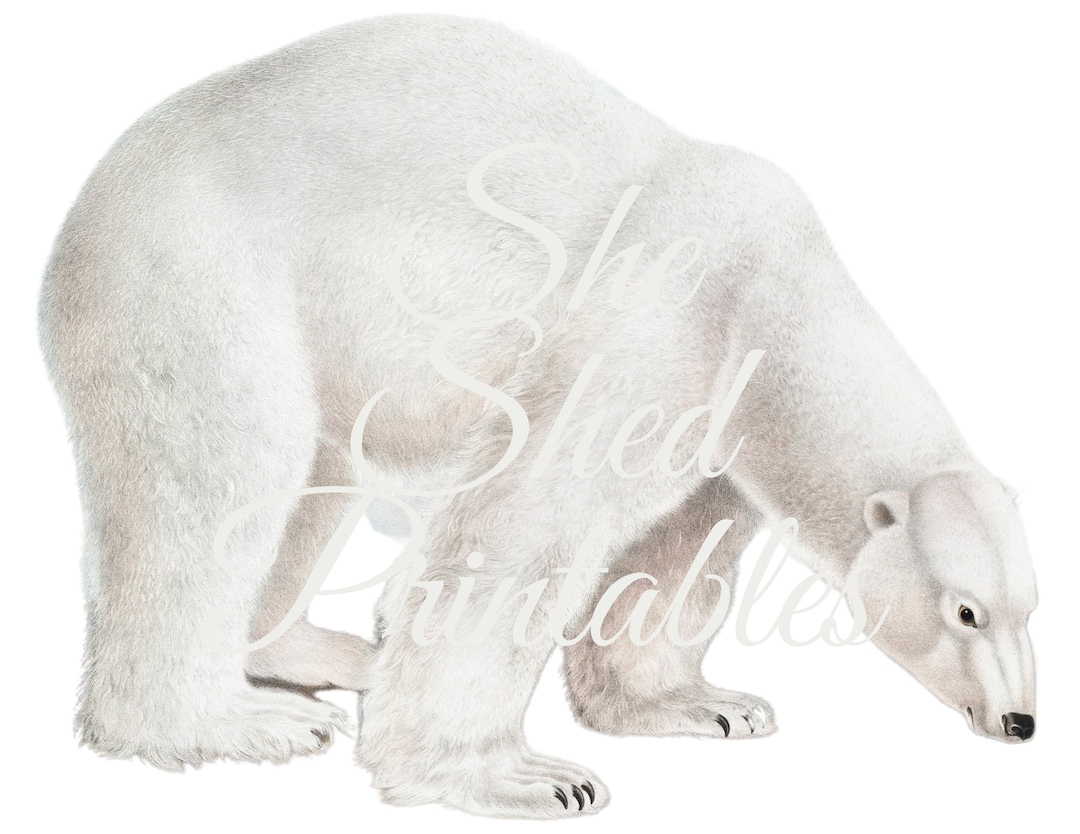 1800's Polar Bear Digital Download, Vintage, DIY Crafts, Clipart ...