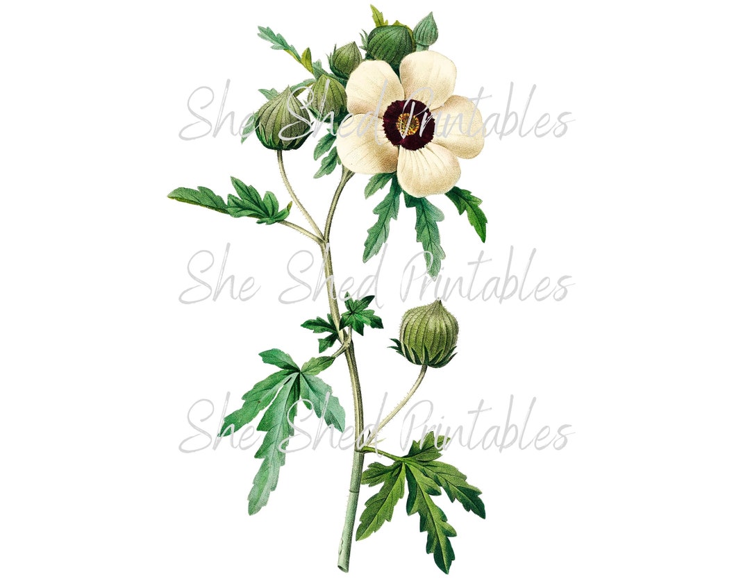 Venice Mallow, (hibiscus) Digital Download, Vintage, DIY Crafts, Flower ...