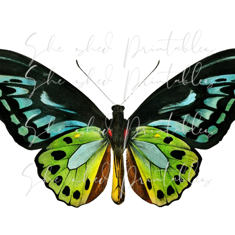 Birdwing Butterfly Print - Etsy