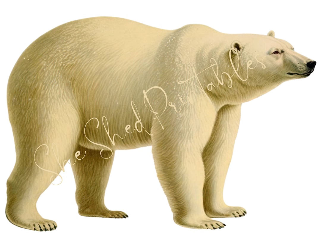1800's Polar Bear Digital Download, Vintage, DIY Crafts, Clipart ...