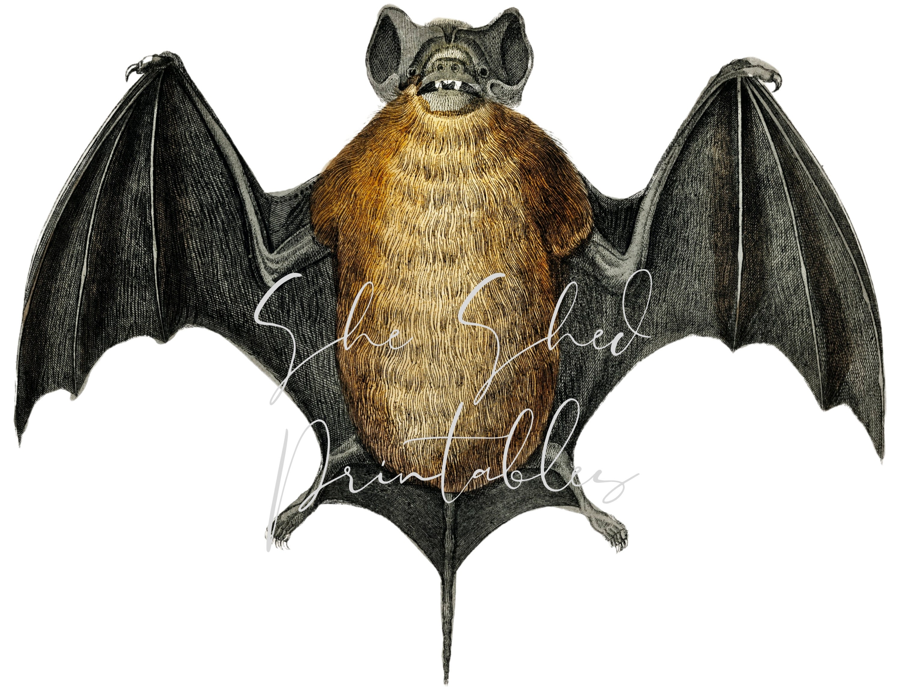 1800's Bat Illustration Digital Download Vintage DIY | Etsy