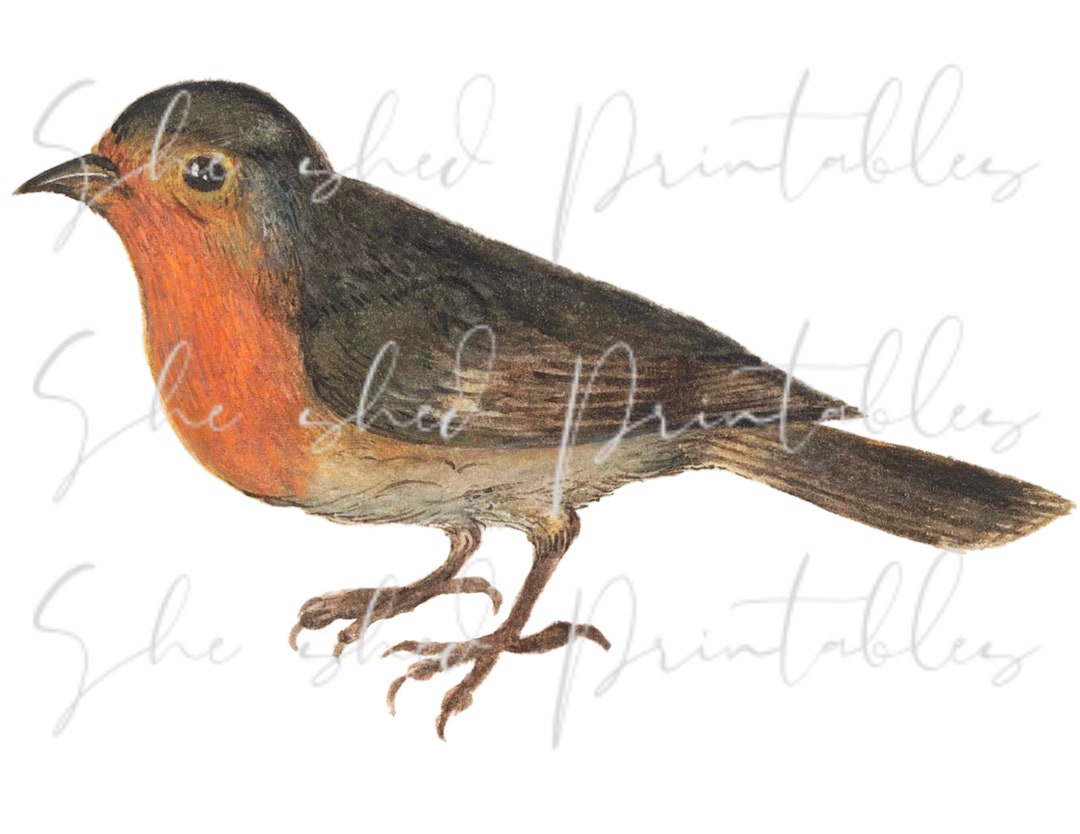 1500's Robin Illustration Instant Download, Digital Image, Vintage, DIY ...