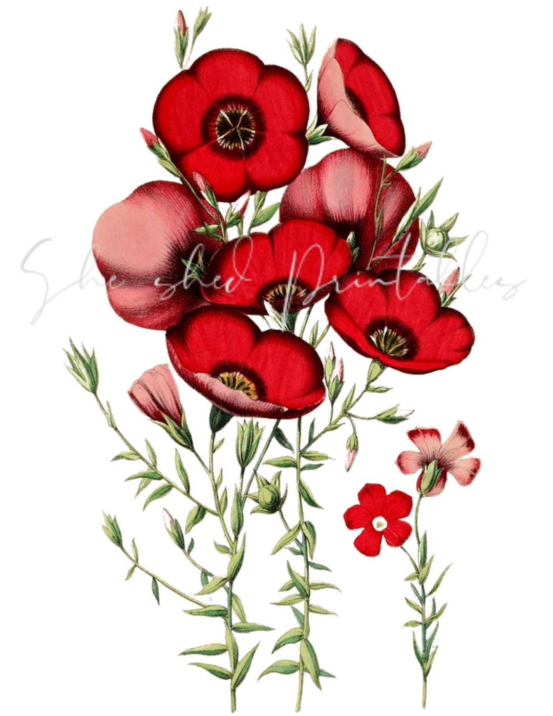 Scarlet Flax Flowers Digital Download, Image, Printable, Clipart, DIY ...