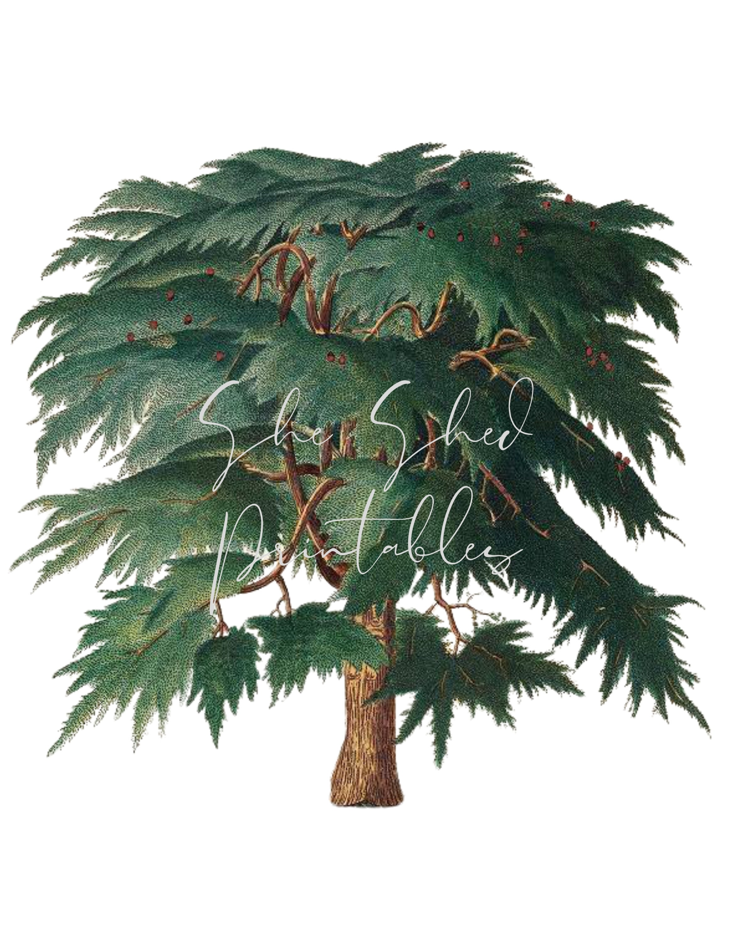 Lebanese Tree Drawing