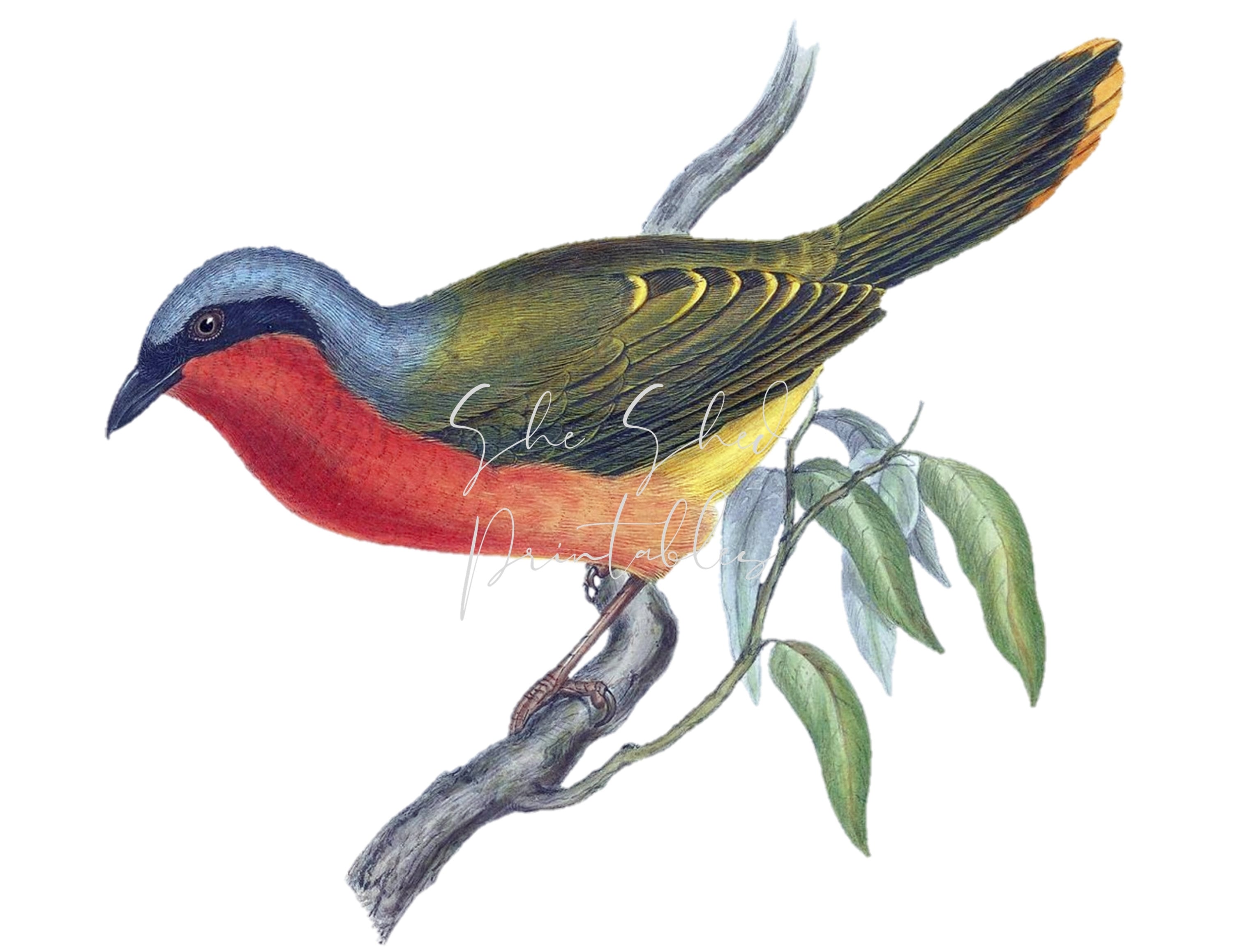 Vintage Bird Illustration Public Domain