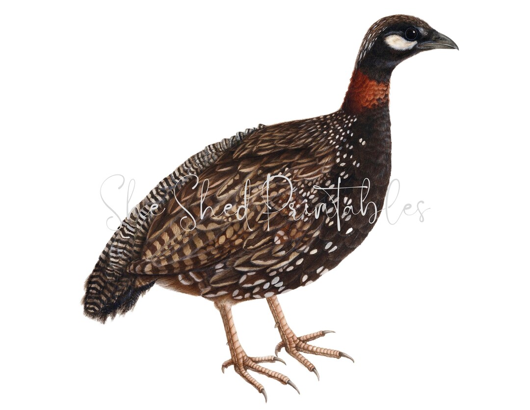 1800's Black Partridge Bird Digital Download, Vintage, DIY Crafts ...