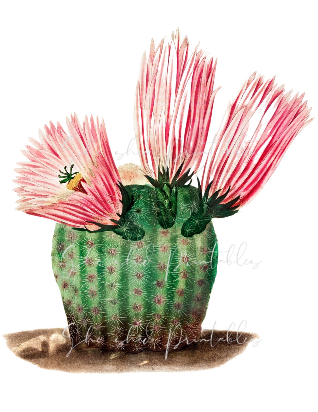 Rainbow Cactus, Botanical Digital Download, Image, Vintage, Printable ...