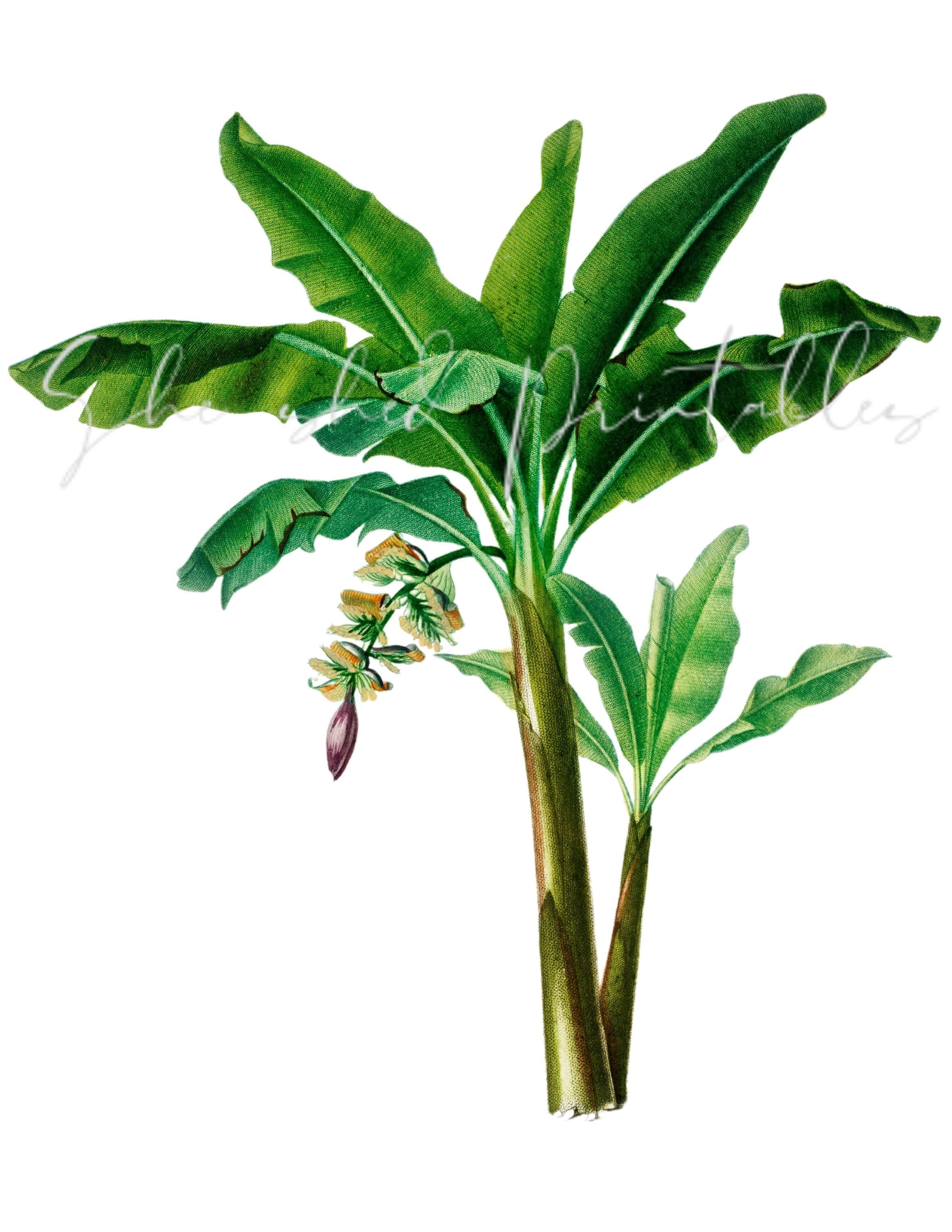 Musa Chinensis, Banana Tree Digital Download, Vintage, Clipart, DIY ...