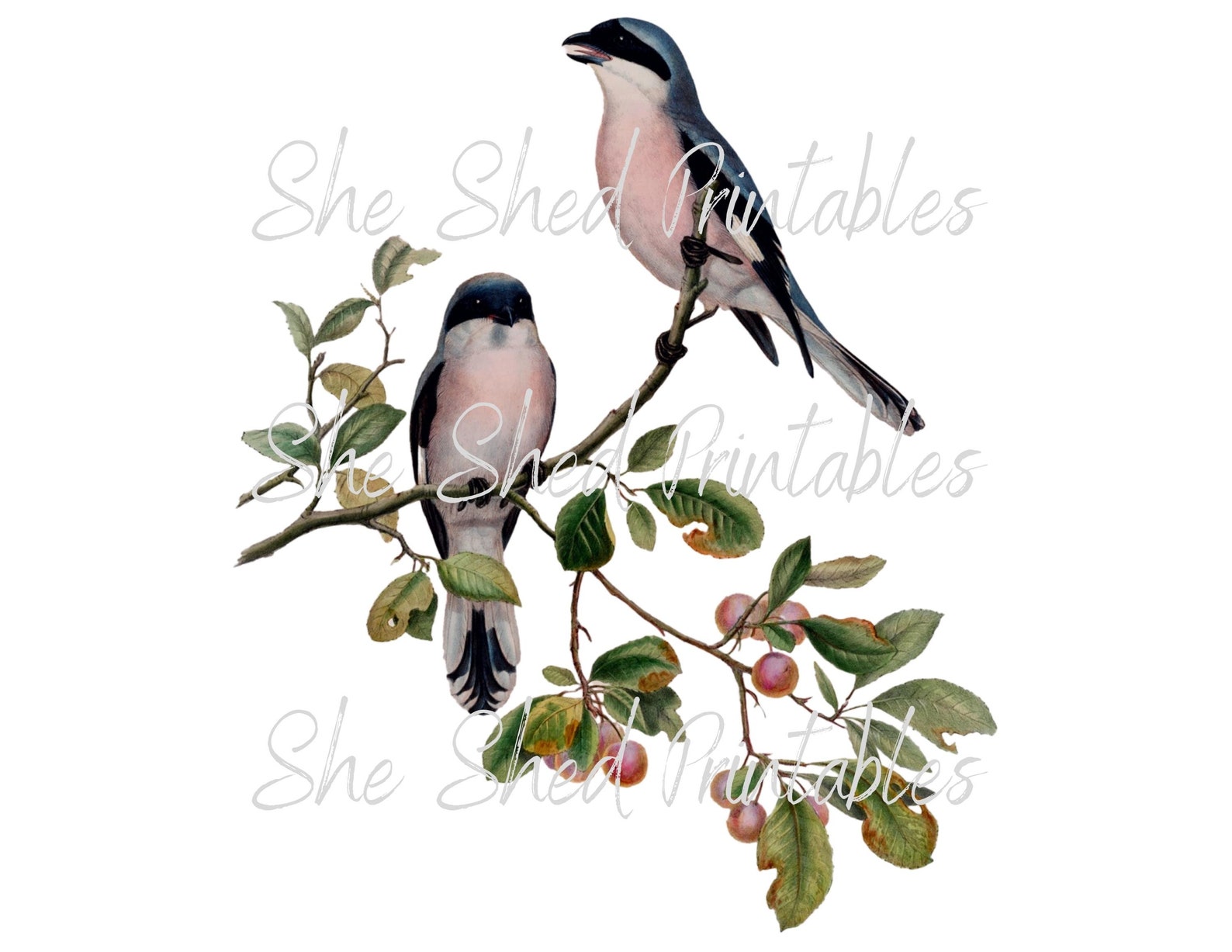 1800's Pretty Birds Digital Download, Vintage, DIY Crafts, Clipart ...