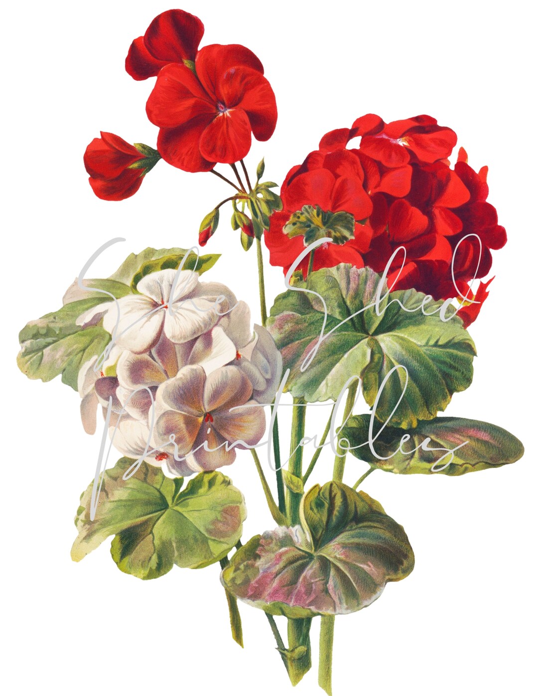 Geranium Flowers Digital Download, Image, Printable, Clipart, DIY ...