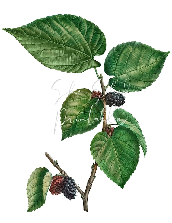 Black Mulberry Illustration Digital Download Image Vintage - Etsy