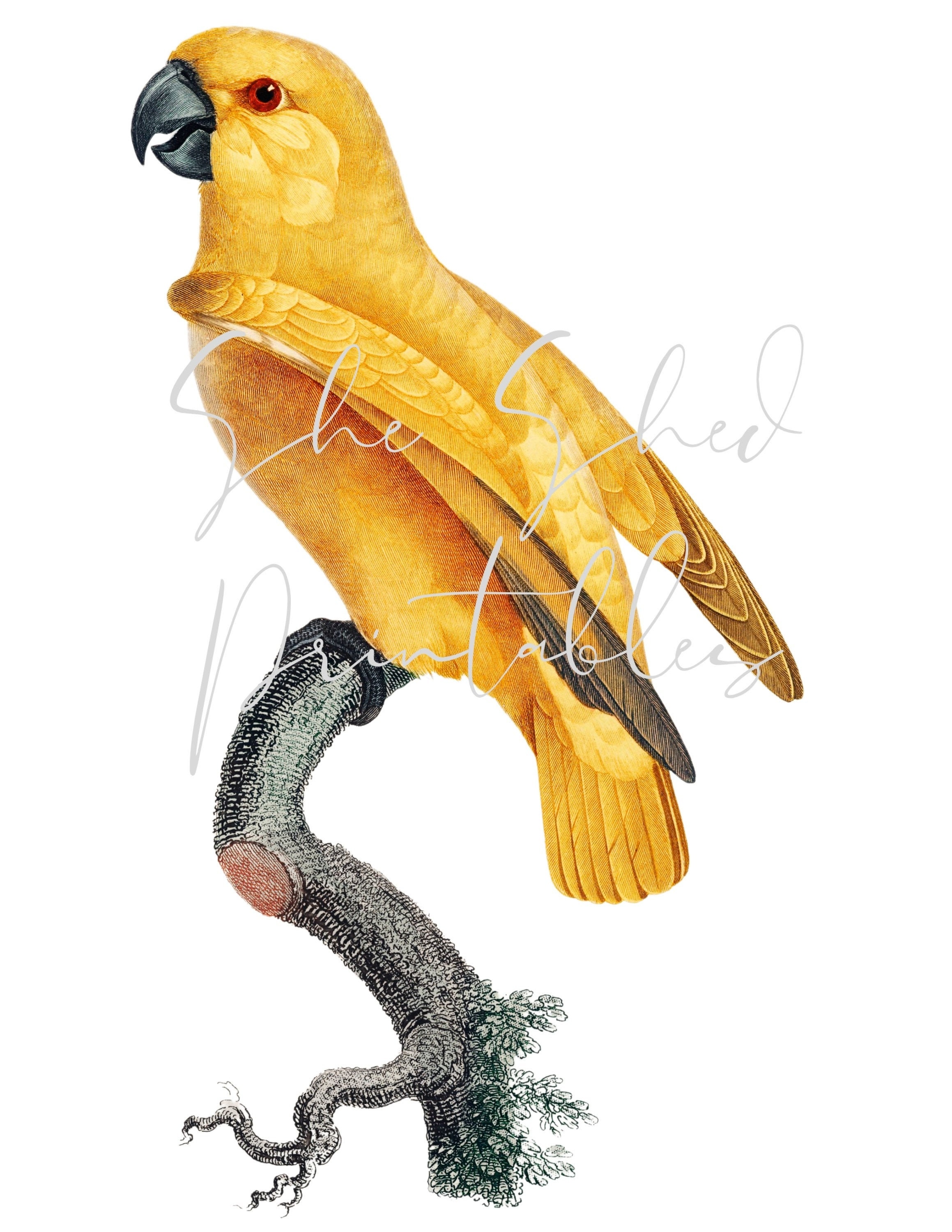 Senegal Parrot, Instant Digital Download, Vintage, DIY Crafts, Clipart ...