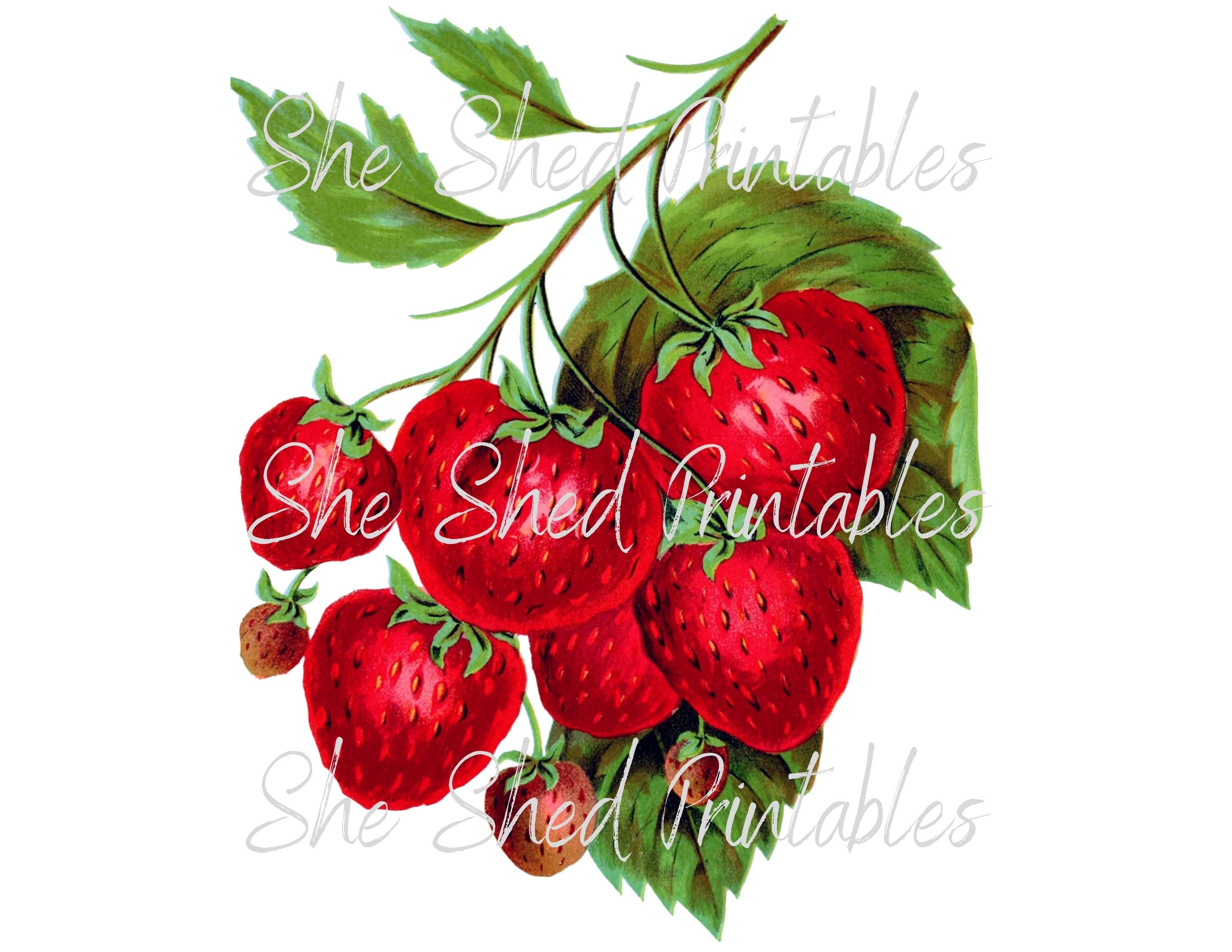 Vintage Strawberry Clip Art