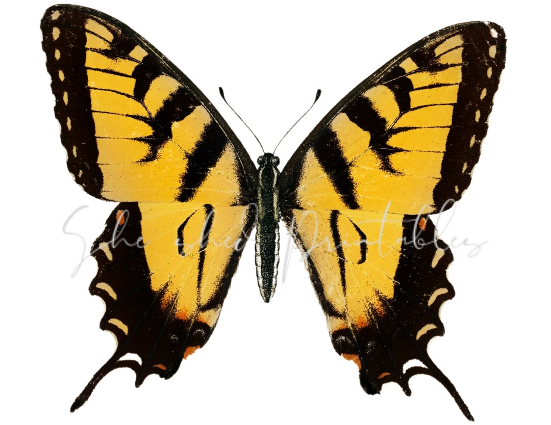 Eastern Tiger Swallowtail Butterfly Digital Download, Image, Vintage ...