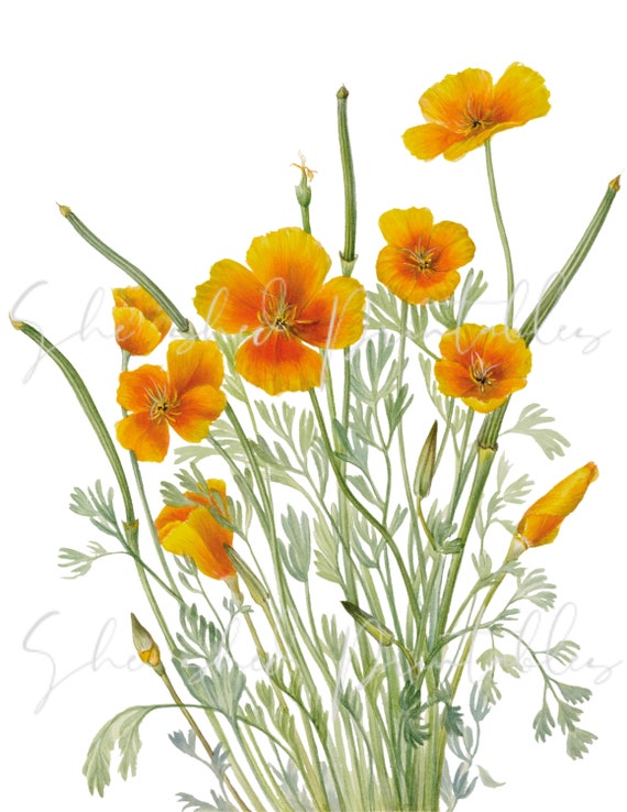 Mexican Poppy Digital Download Image Vintage Clipart DIY - Etsy