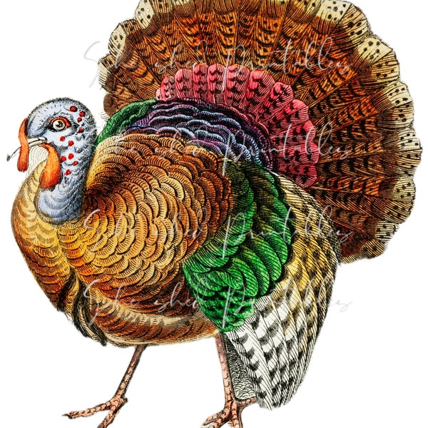 Wild Turkey Clip Art - Etsy