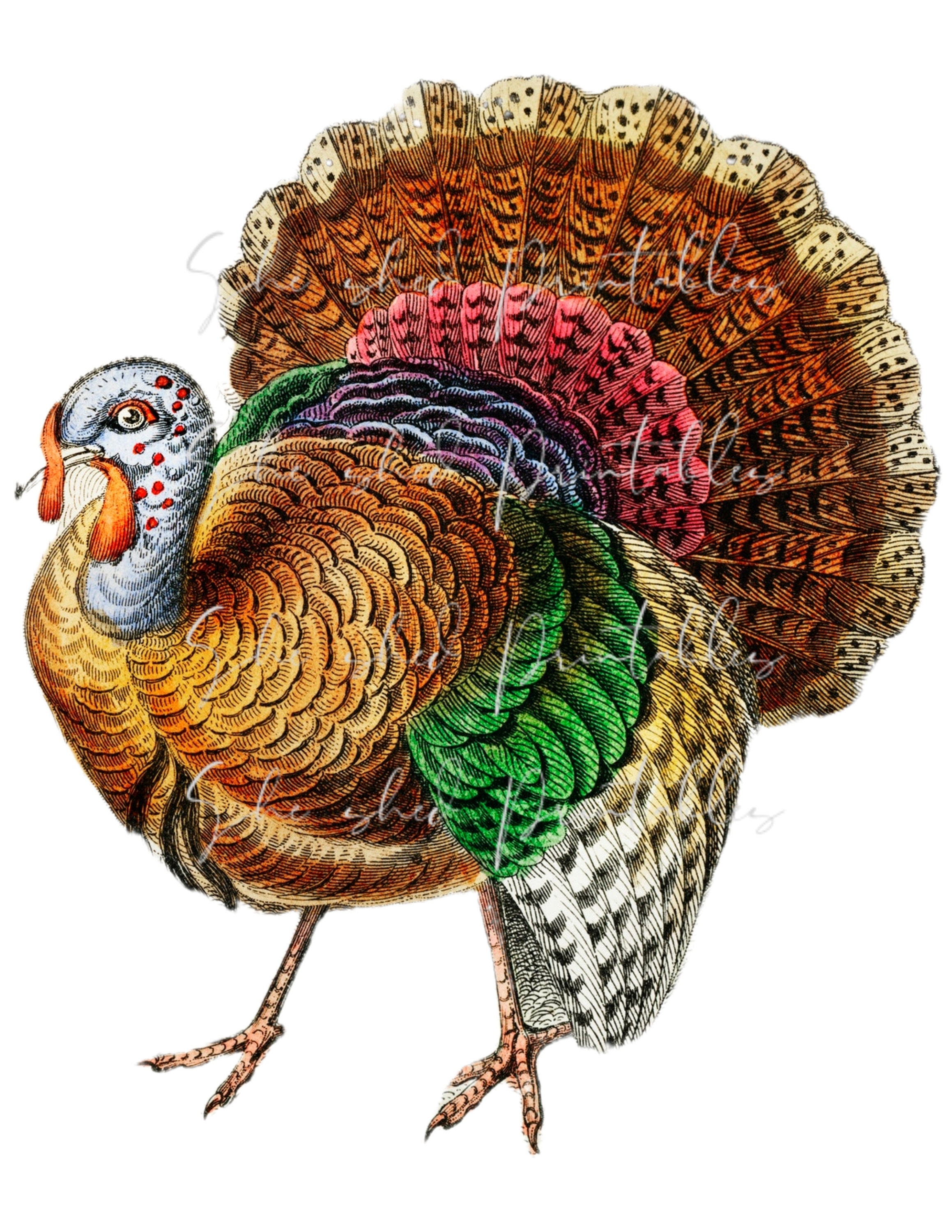 American Wild Turkey Digital Download, Vintage, DIY Crafts, Printable ...