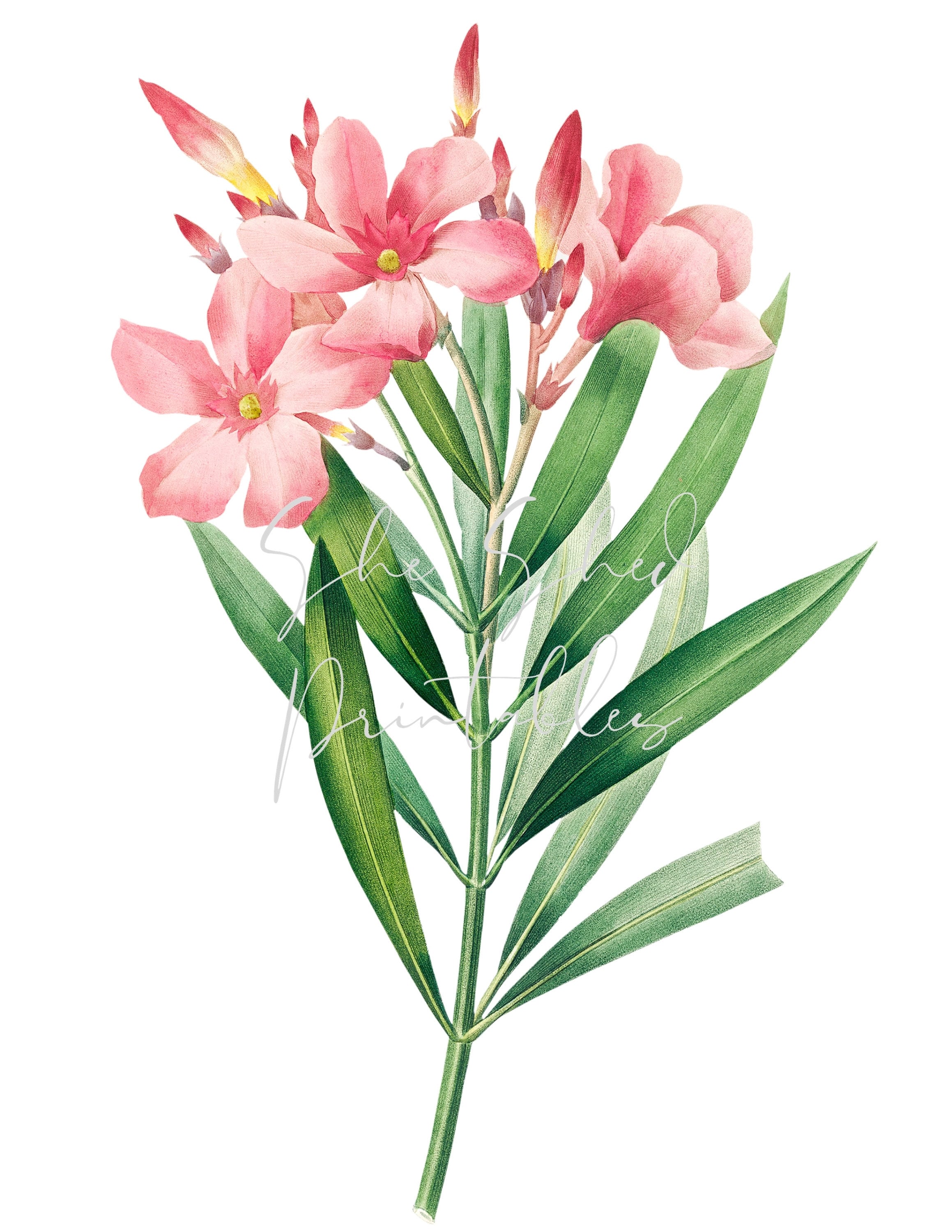 Dibujo De Flor De Adelfa Blanca