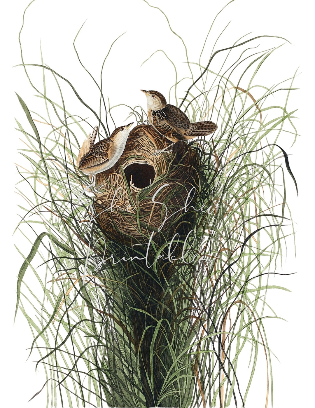 Nuttall's Lesser-marsh Wren Instant Download, Vintage, Digital Image ...