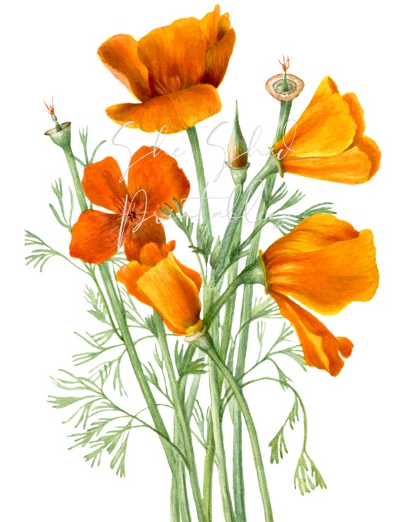 California Poppy Digital Download Printable Vintage DIY - Etsy