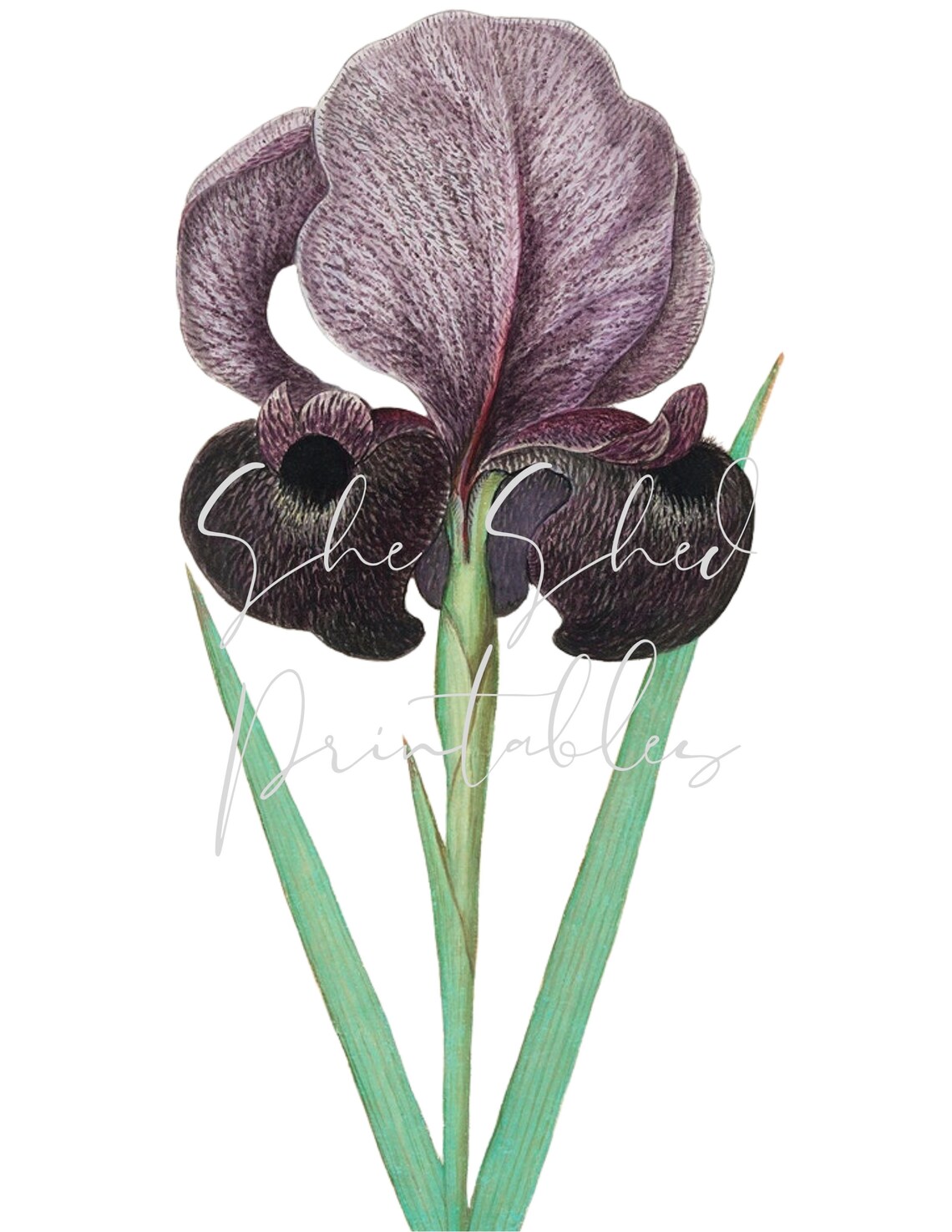 Mourning Iris Digital Download, Image, Instant Download, Vintage ...