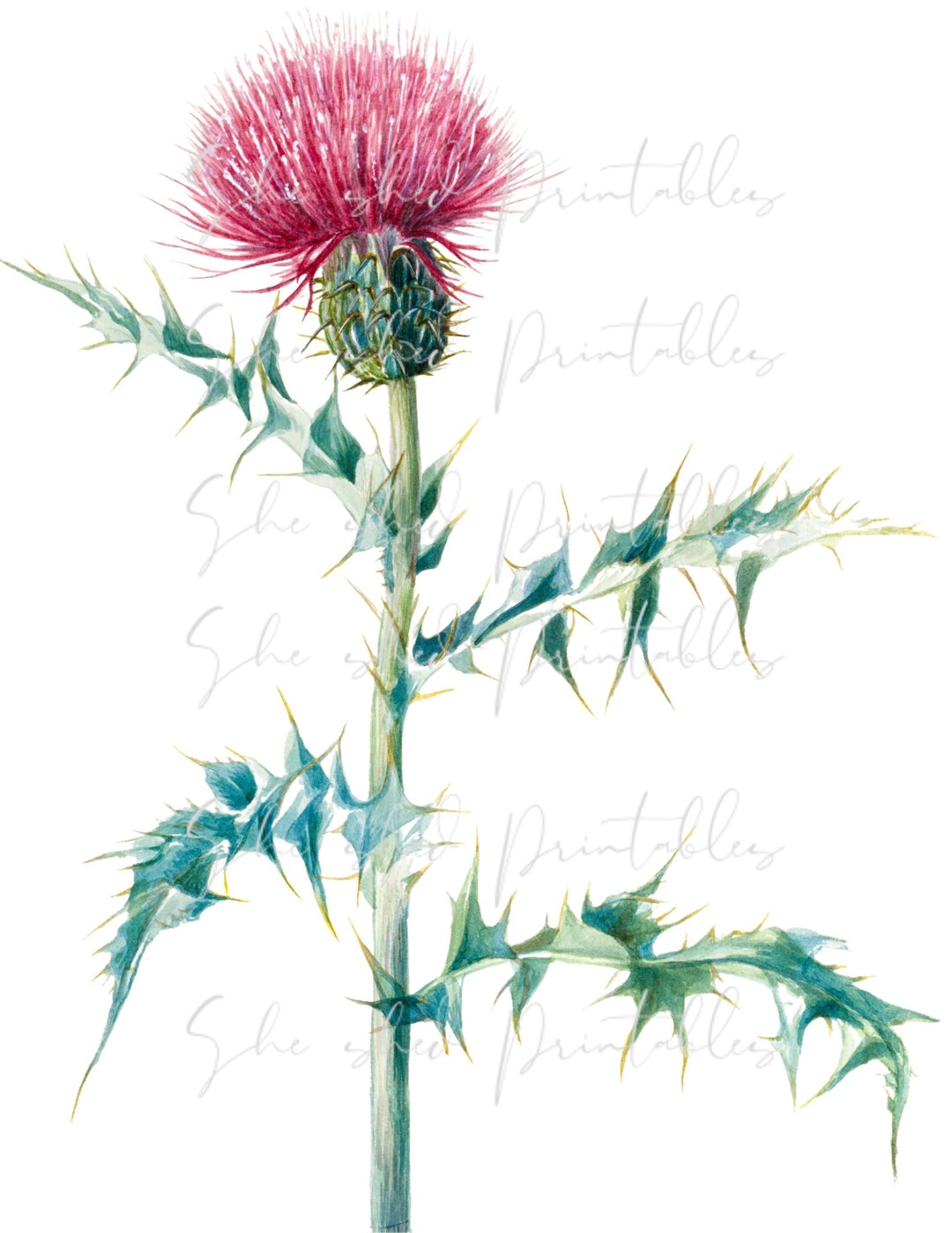 Thistle, Botanical Digital Download, Image, Vintage, Printable, Clipart ...
