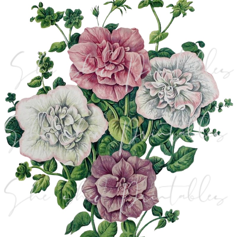 Petunia Flower - Etsy