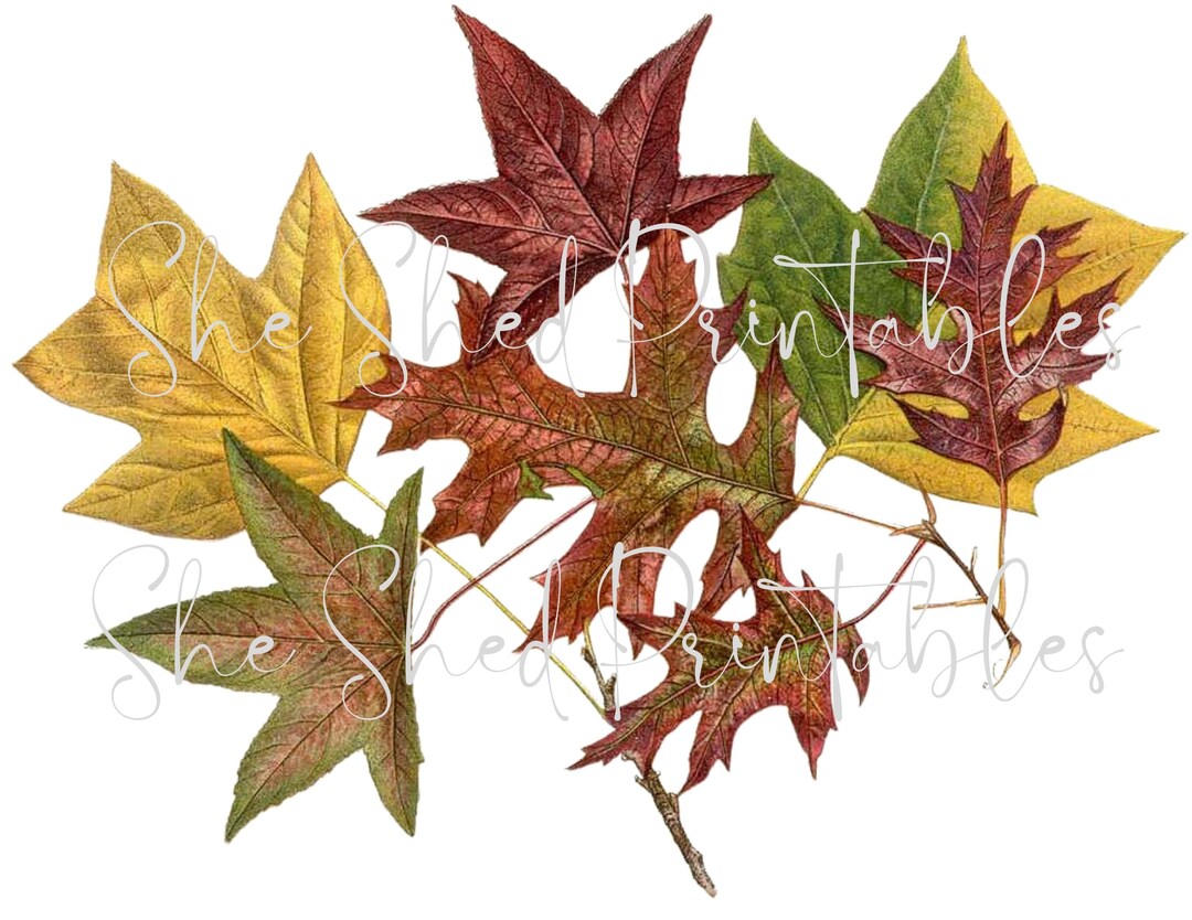 Fall Maple Leaves Digital Download, Vintage, Printable, Clipart, DIY ...