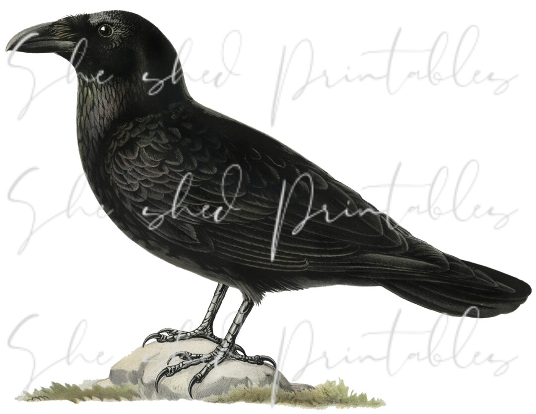 Raven Printable Digital Download, 1800's, Vintage Illustration, DIY ...