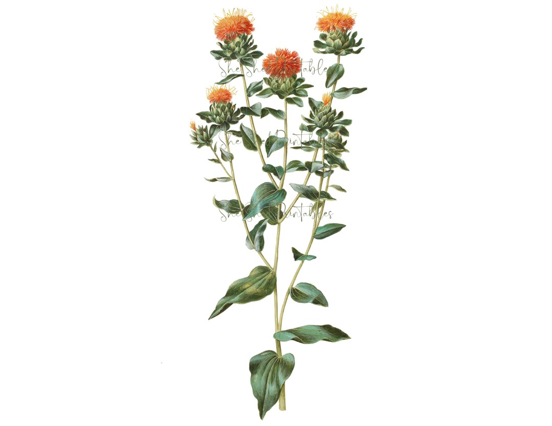 Yellow Safflower Thistle, Botanical Digital Download, Digital Image ...