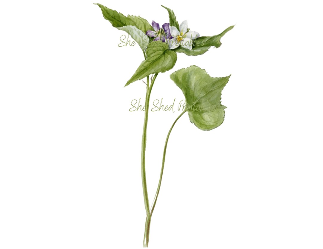 Canadian Violet Illustration Digital Download, Image, Instant Download ...