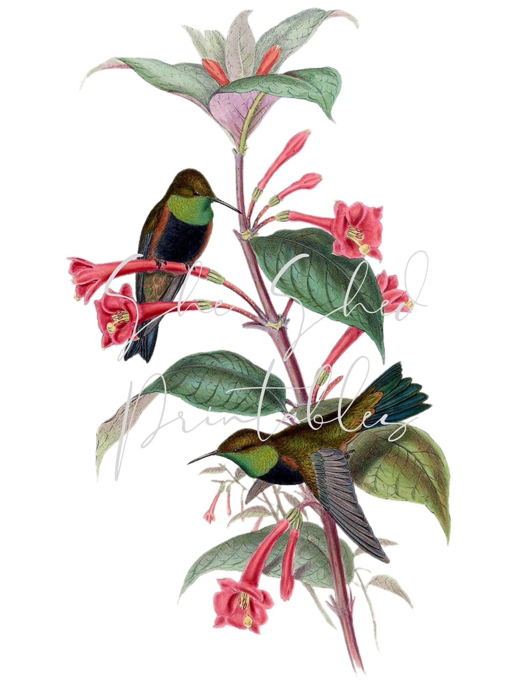 Fuchsia Macrostigma With Hummingbirds Instant Download, Vintage ...