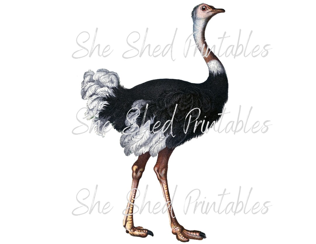 Ostrich Digital Download, Vintage, DIY Crafts, Clipart, JPG PNG Animal ...