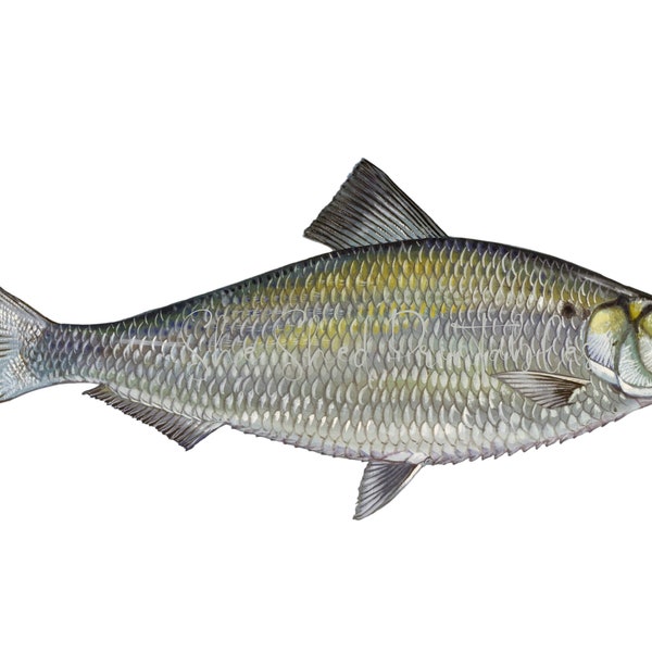 Vintage Herring Art - Etsy UK