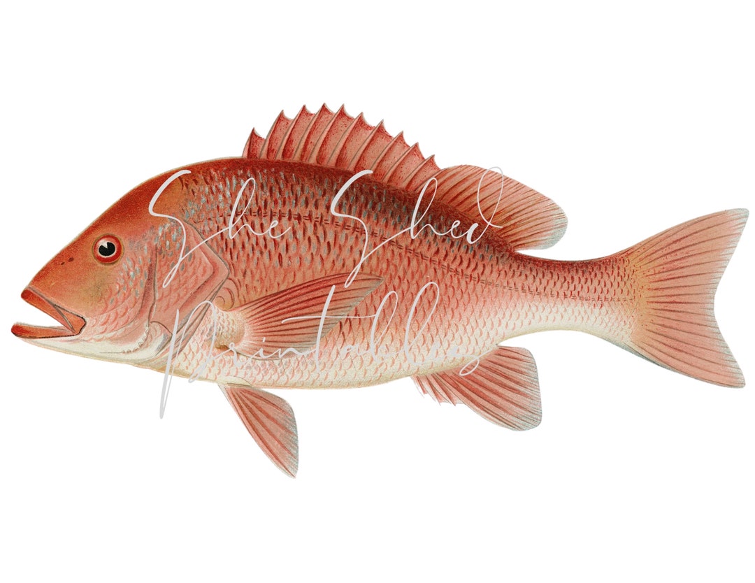 Red Snapper Digital Download, Vintage, DIY Crafts, Clipart, Printable ...