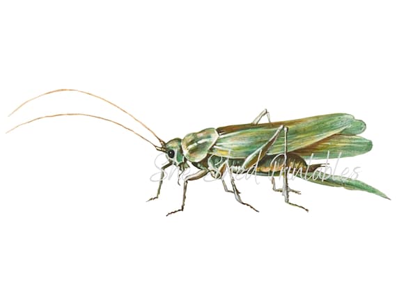Grasshopper Locust Printable Digital Download 1700's - Etsy