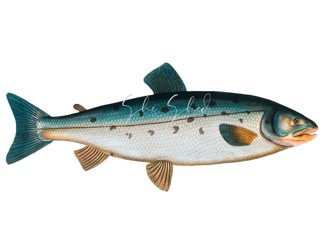 Salmon Lithograph Digital Download, Image Vintage, DIY Crafts, Clipart ...