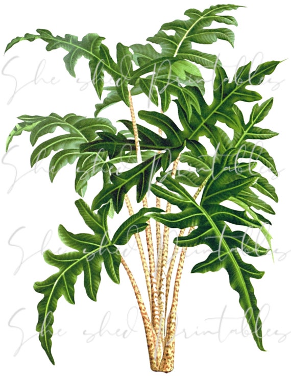 Varen Plant Clipart